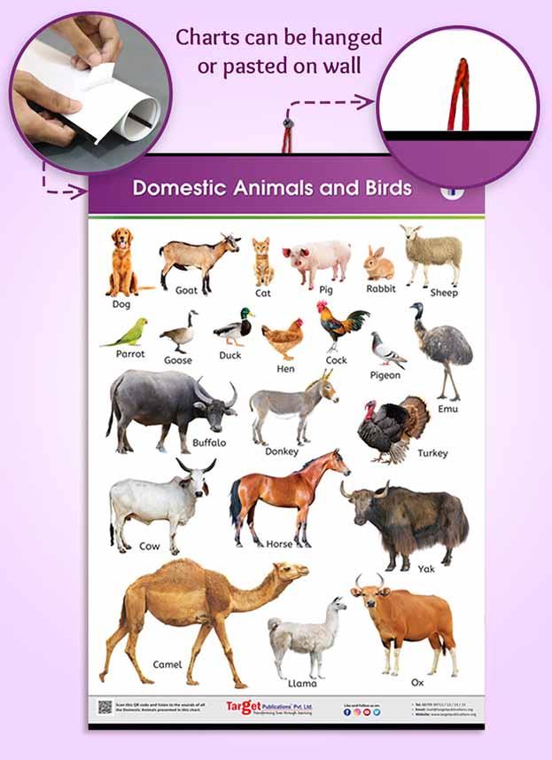 domestic animals chart for school project with pictures
