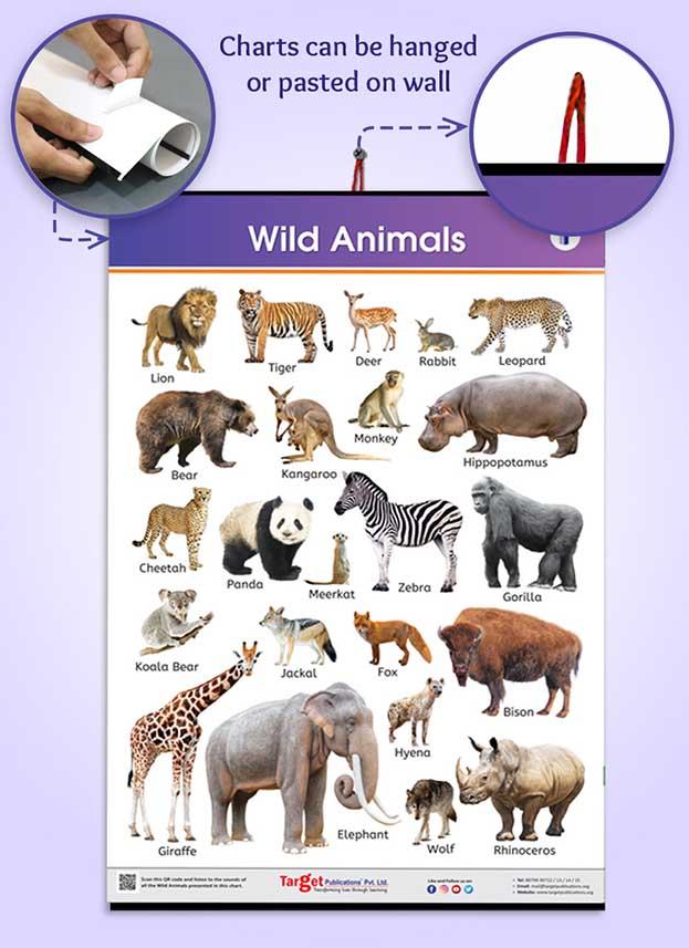 all animals chart
